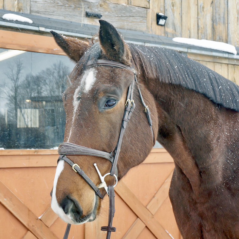 Schickedanz Galten Farms | Breeding world class horses for generations